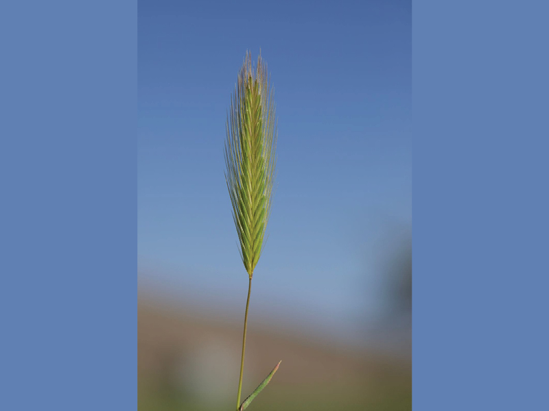 10 new plant species identified in Oman