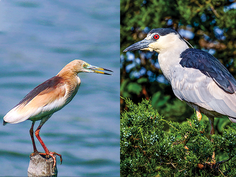 Al Ansab Wetland witnesses first breeding of rare heron species