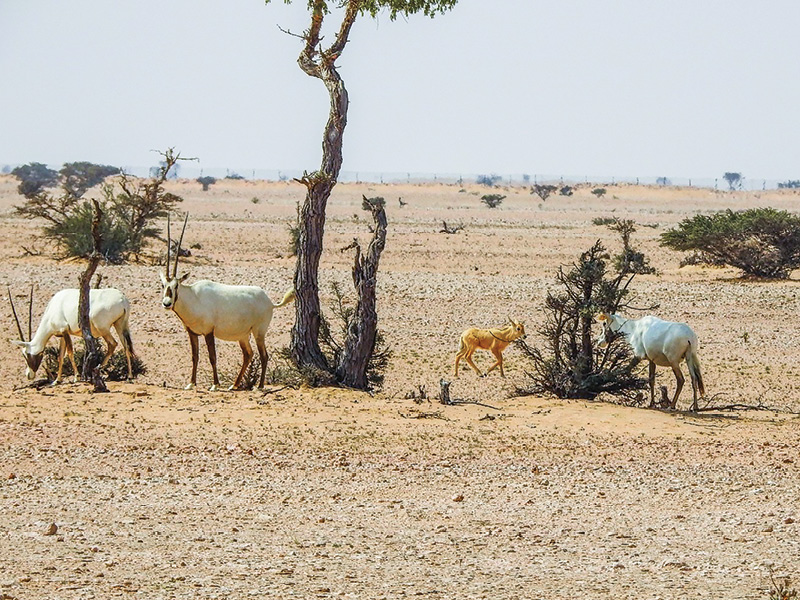 Oman’s Arabian Oryx reserve attracts over 1,000 visitors