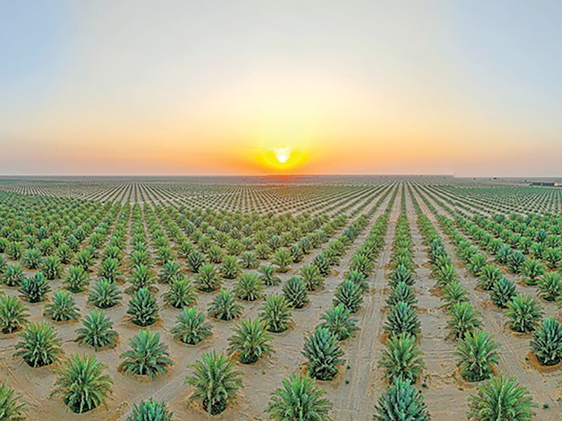 Ibri date farm becomes largest certified organic farm in Oman