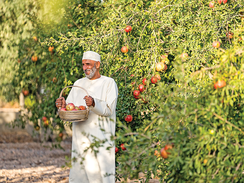 Agritourism event Rummana in Jabal Akhdar concludes