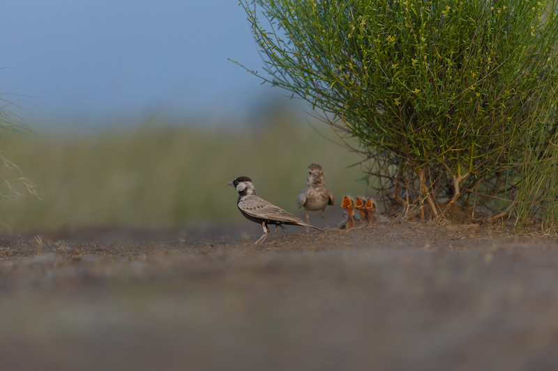 Omani photographer showcases wildlife of Oman