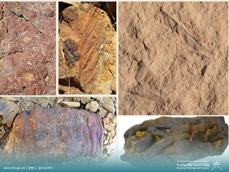 Booklet on Oman's fossils highlights rich geological heritage