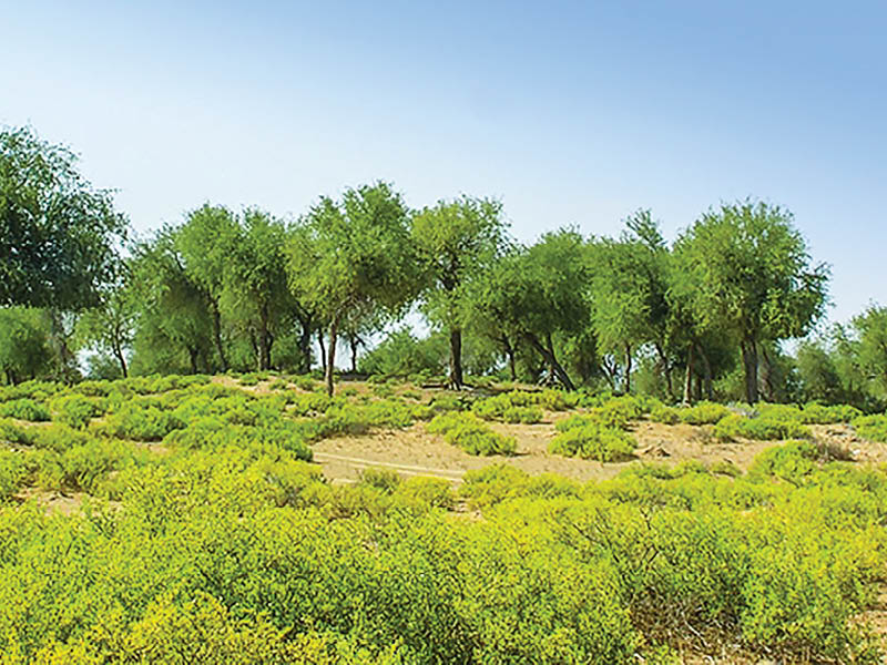 EA unveils initiatives to support ecotourism in Ghaf Tree Reserve