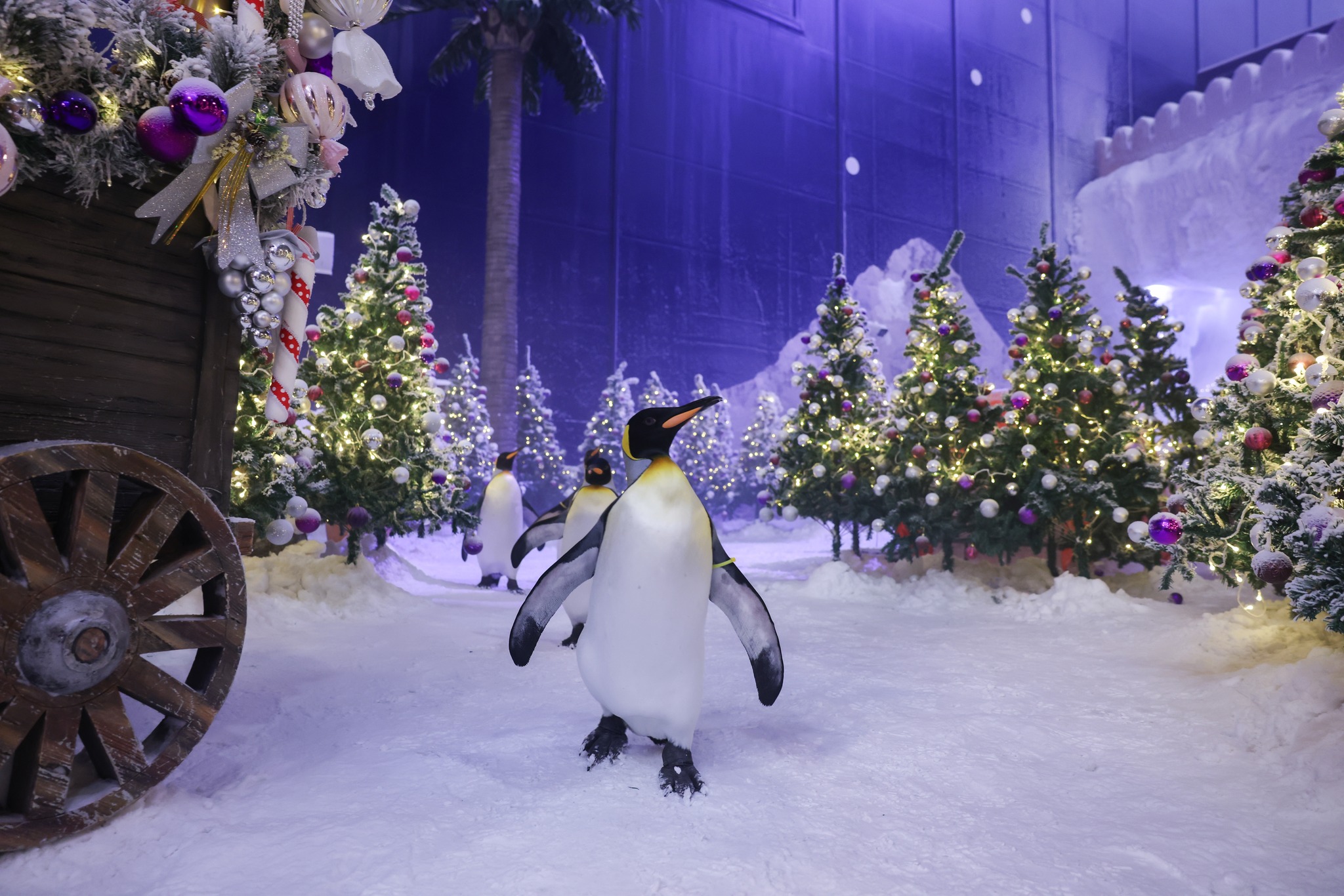Step into a magical Winter Wonderland surrounded by real snow at Snow Oman