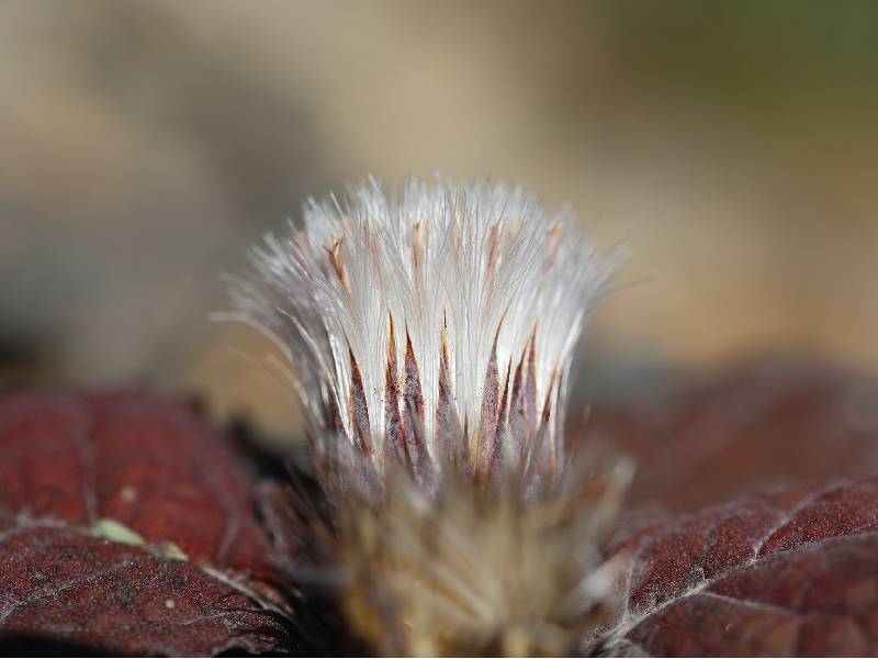 Mawarid records 352 wild Omani plant species