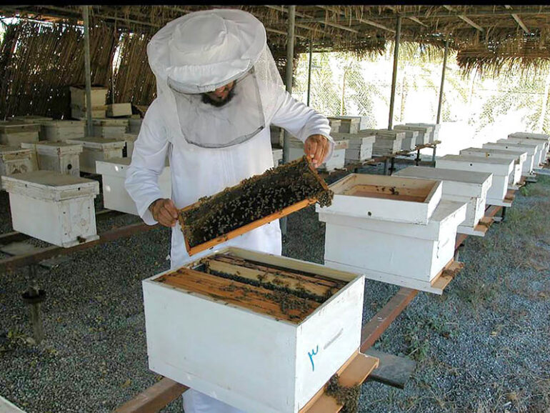 World Bee Day: Oman's honey output surges in 2024