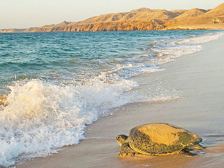 Ras al Hadd Reserve ready for annual turtle nesting season