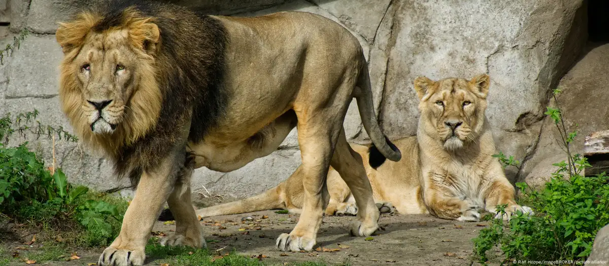 Denmark zoo asks people to donate pets to feed predators | Muscat Daily ...