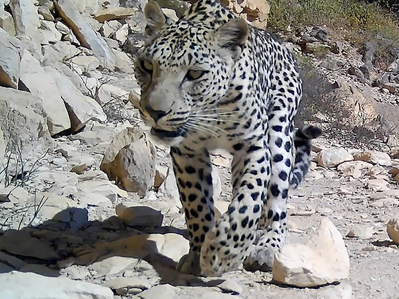 Arabian leopard hunting in the wild recorded for first time