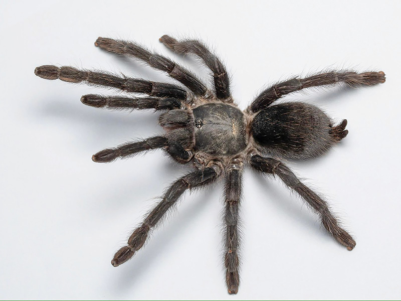 New tarantula species Satyrex ferox found in Dhofar