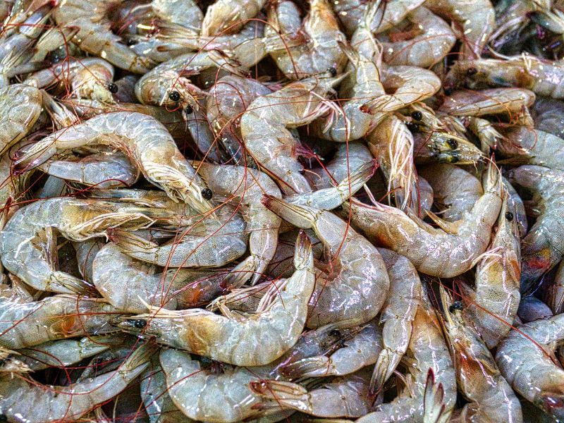 Shrimp fishing season for 2025 concludes in Oman