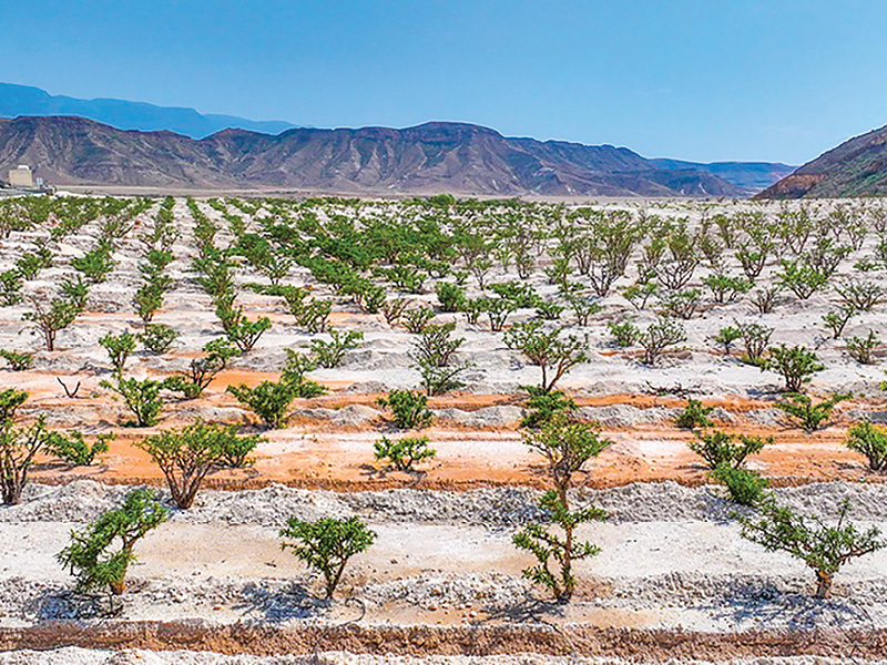 EA steps up anti-desertification drive in Dhofar
